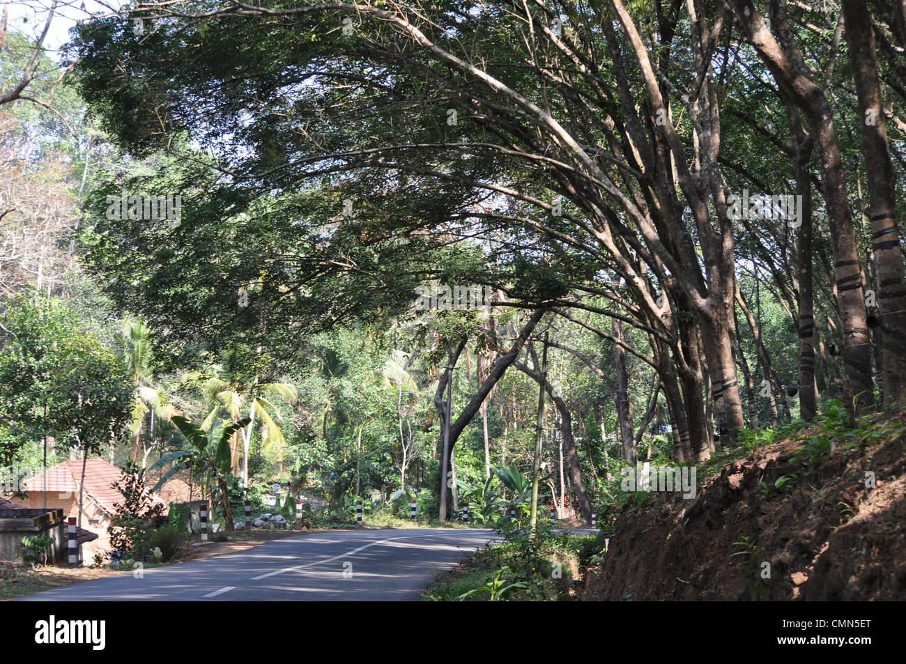 Rubber trees provide shade to travellers Stock Photo - Alamy