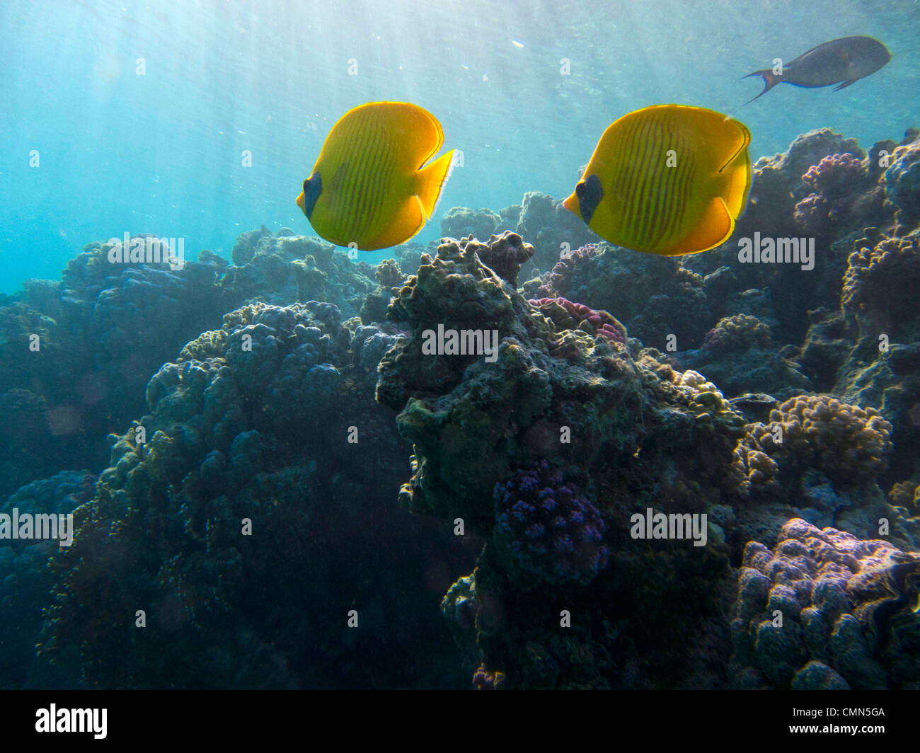 A Blue-cheeked Butterflyfish pair taken on the Southern Reef at Marsa ...