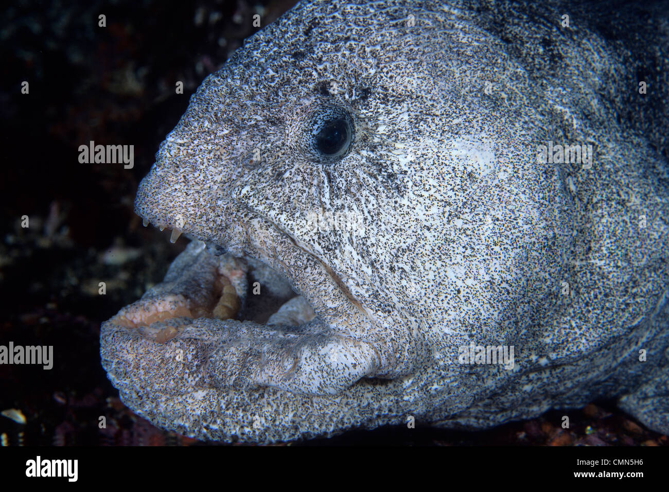 Wolf Eel Fish High Resolution Stock Photography and Images - Alamy