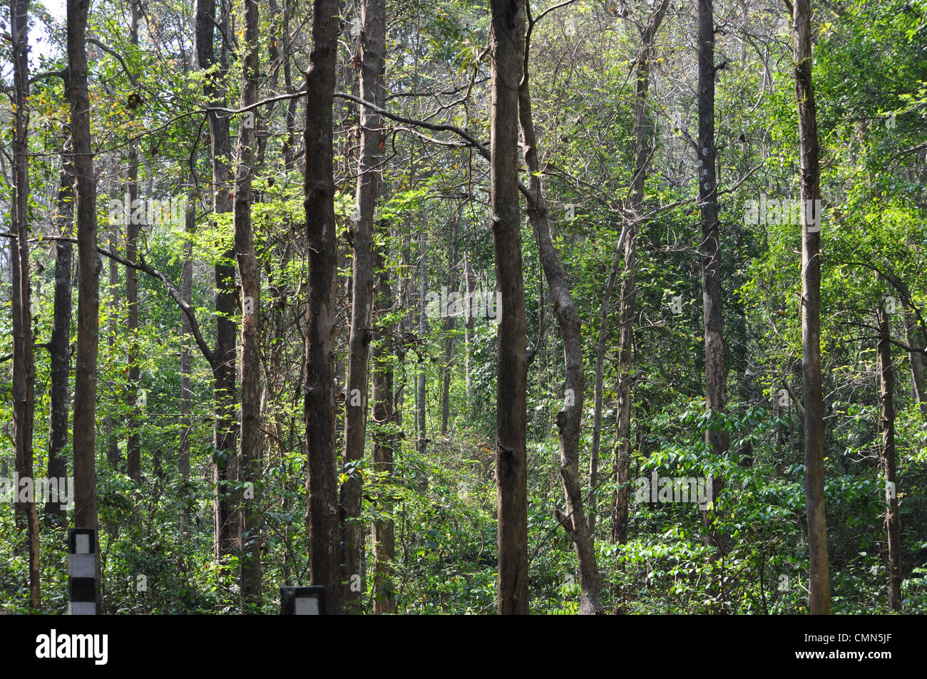 Teak wood trees hi-res stock photography and images - Alamy