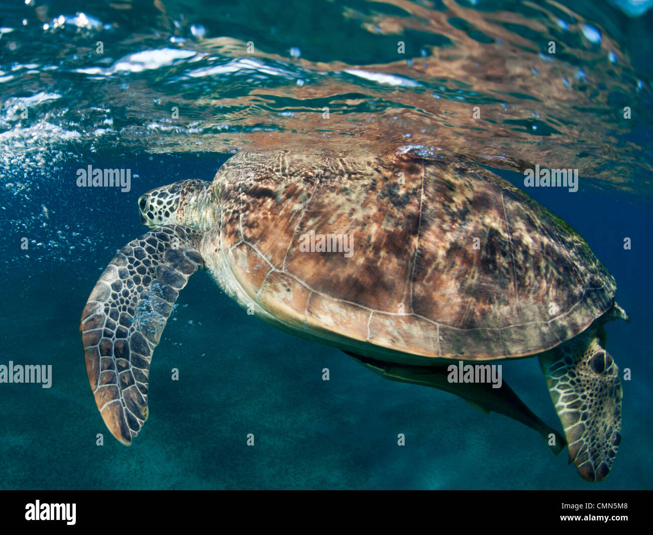 Green Sea Turtle surfacing in Abu Dabbab, Marsa Alam Stock Photo - Alamy