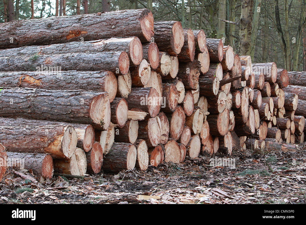 Felled Trees Logs Stock Photo - Alamy