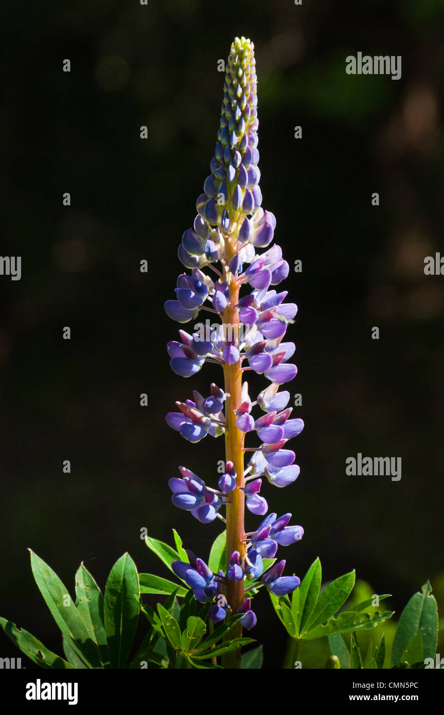 Blooms may august hi-res stock photography and images - Alamy