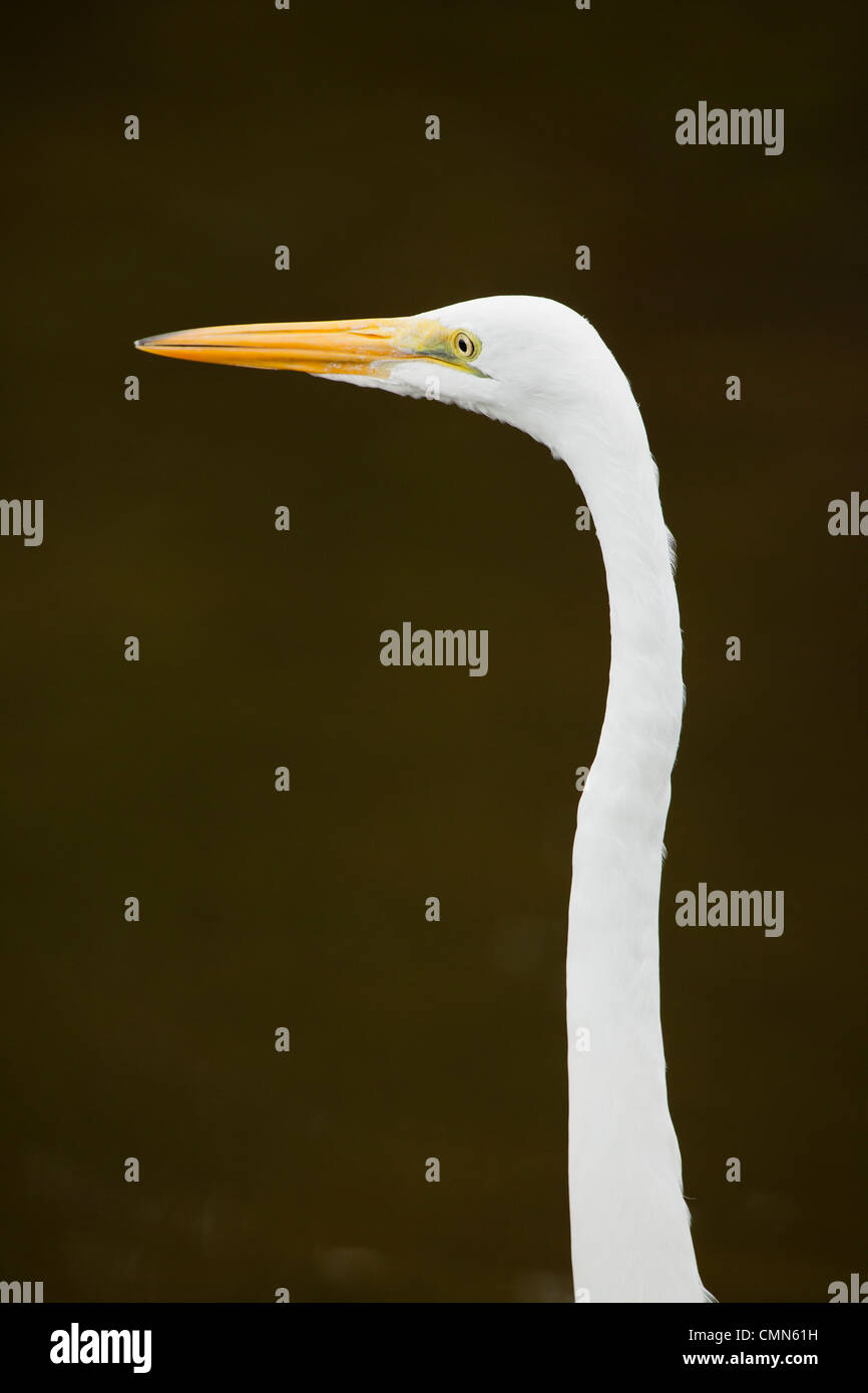 Pointy beak hi-res stock photography and images - Alamy