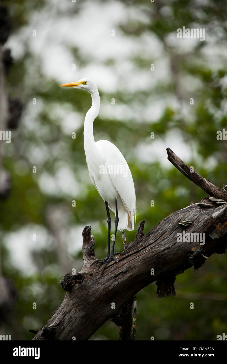 Great egret standing hi-res stock photography and images - Alamy