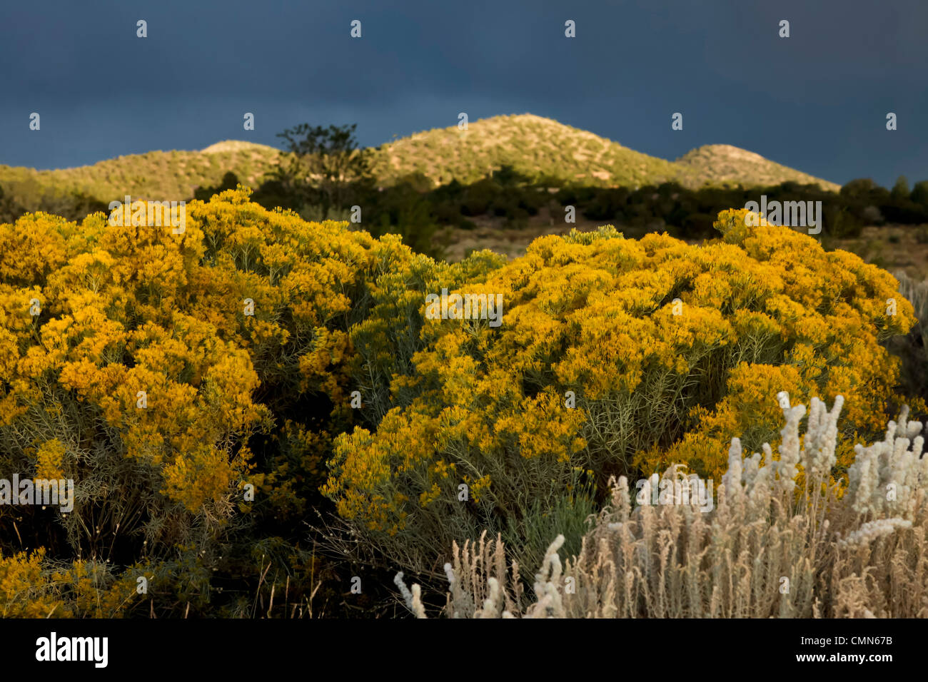 New mexico chamisa hi-res stock photography and images - Alamy