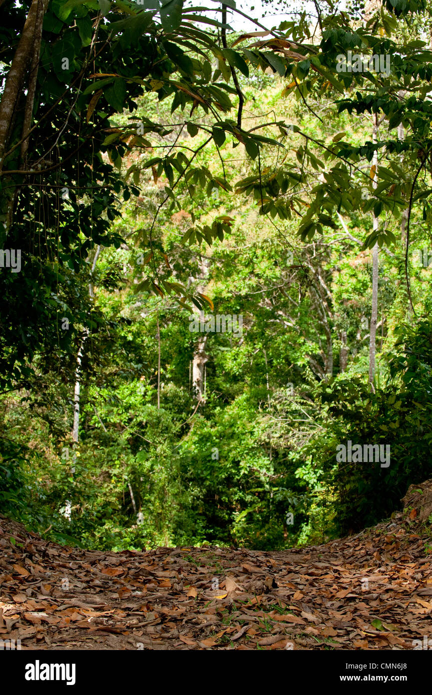 Fallen dried leaves on rainforest floor Stock Photo - Alamy