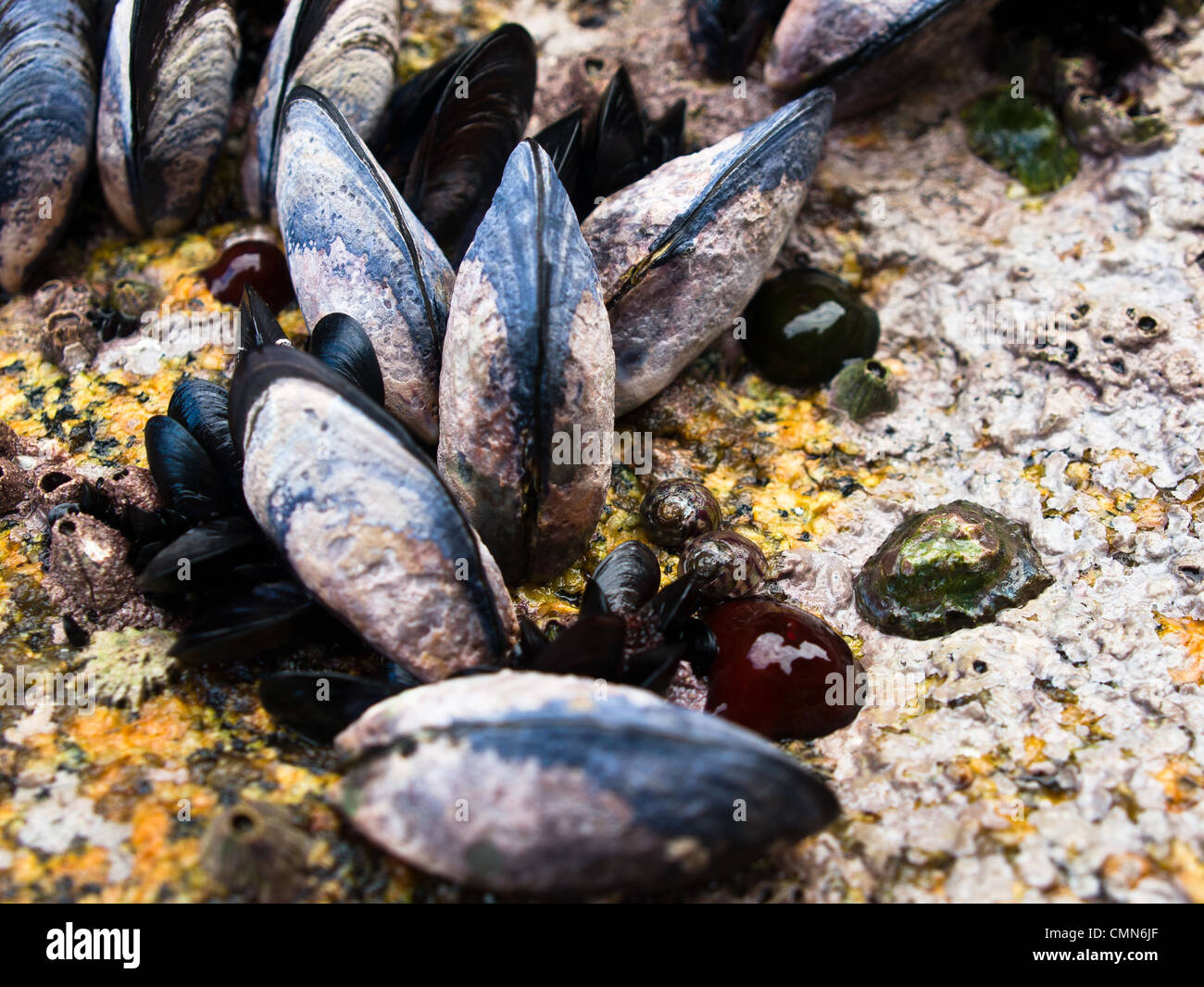 Mussels at natural Stock Photo - Alamy