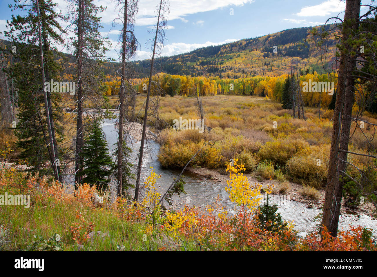 Utah; Wasatch-Cache National Forest, Provo River and aspen trees along ...