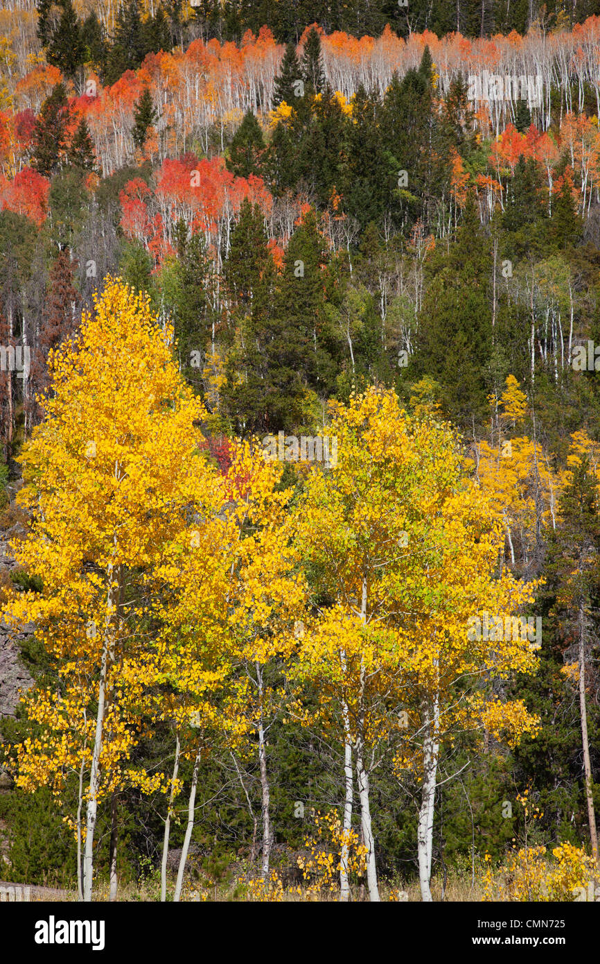Utah; Wasatch-Cache National Forest, aspen trees along Mirror Lake ...