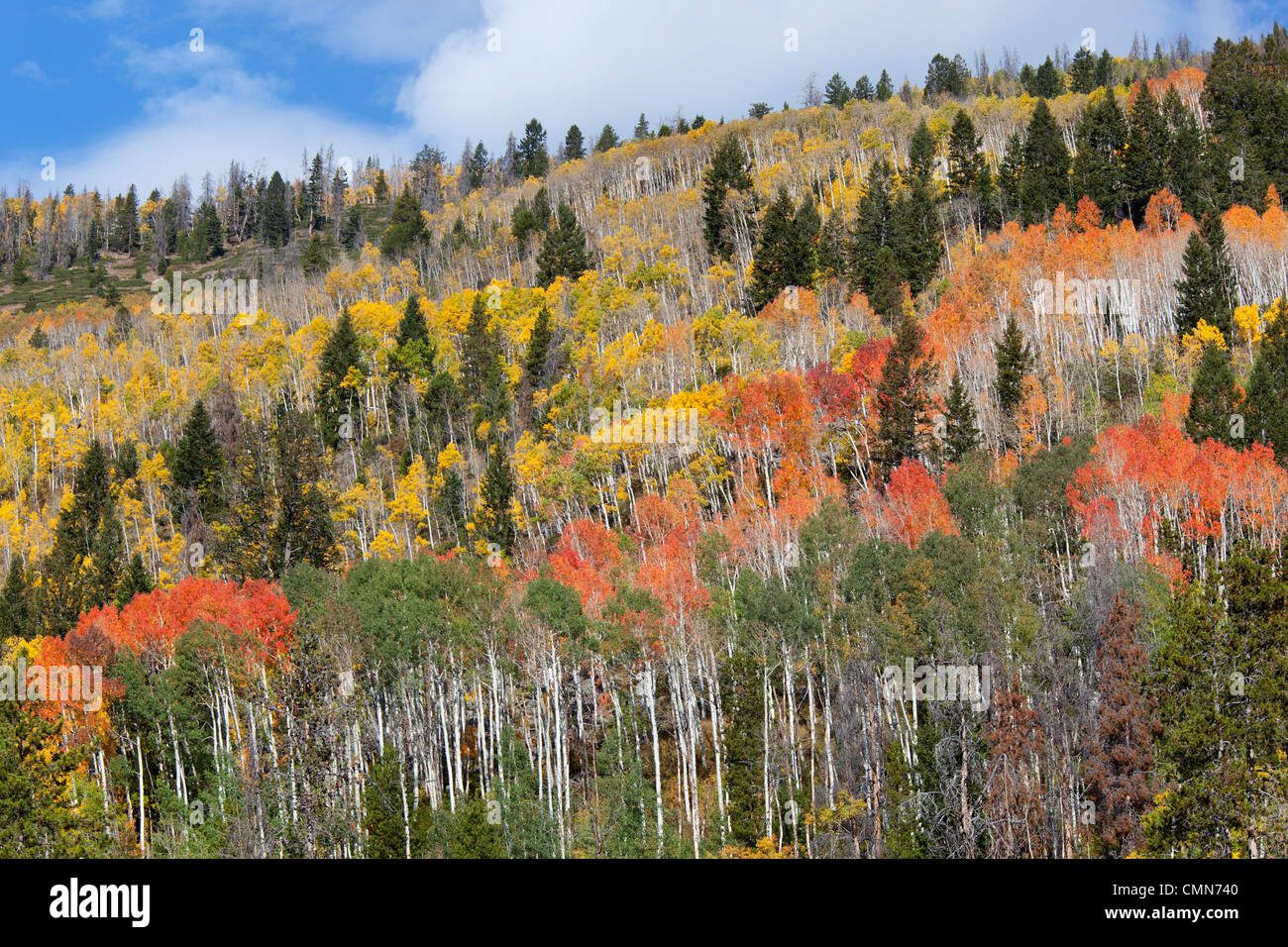 Utah; Wasatch-Cache National Forest, aspen trees along Mirror Lake ...