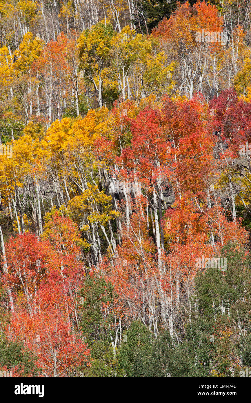 Utah; Wasatch-Cache National Forest, aspen trees along Mirror Lake ...