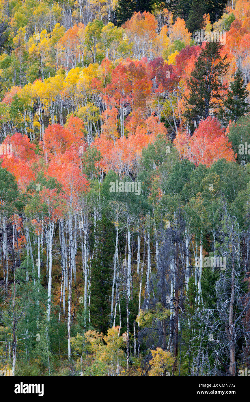 Utah; Wasatch-Cache National Forest, aspen trees along Mirror Lake ...
