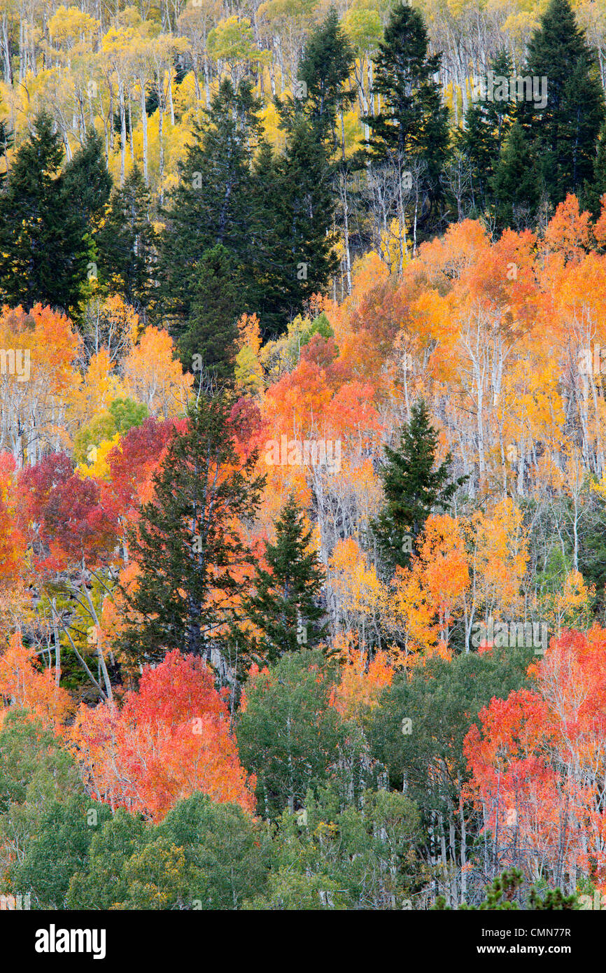 Utah; Wasatch-Cache National Forest, aspen trees along Mirror Lake ...