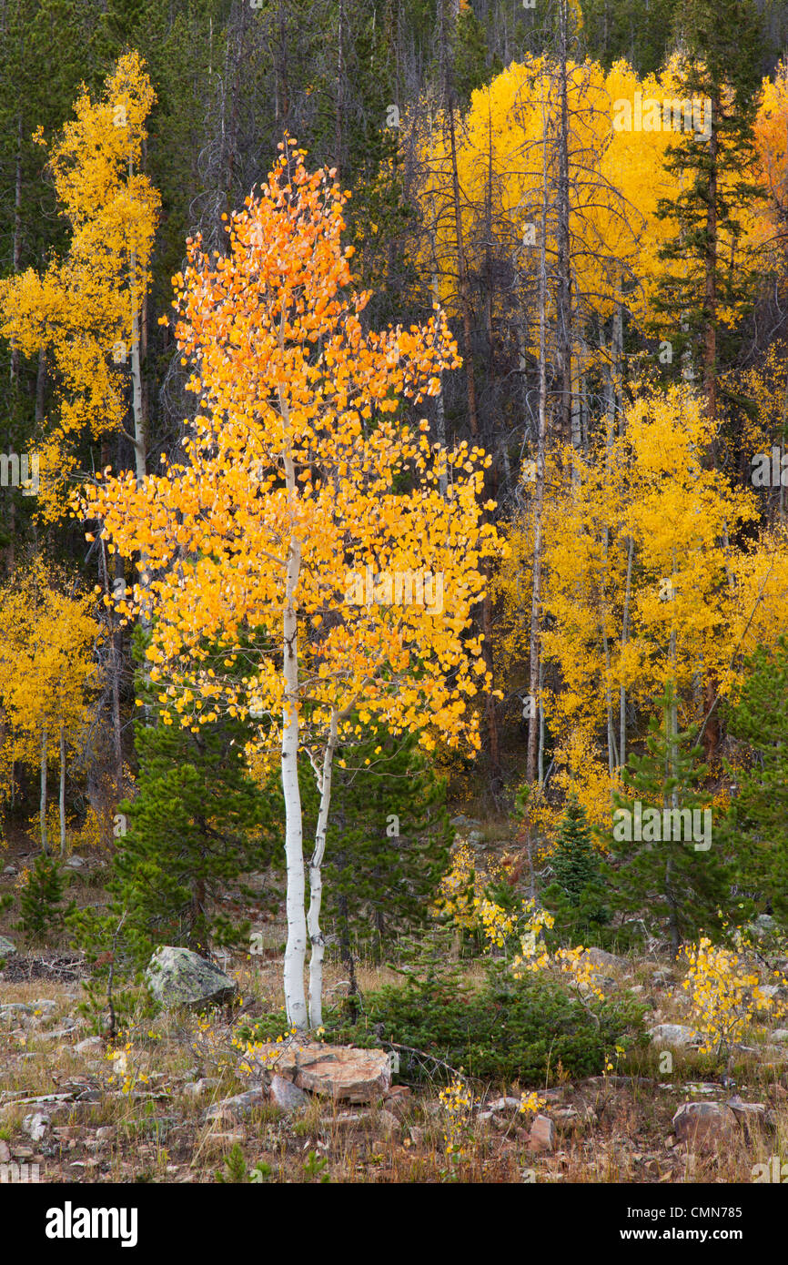 Utah; Wasatch-Cache National Forest, aspen trees along Mirror Lake ...