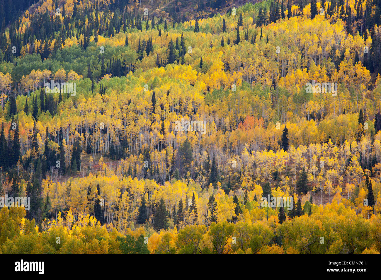 Utah; Wasatch-Cache National Forest, aspen trees along Mirror Lake ...
