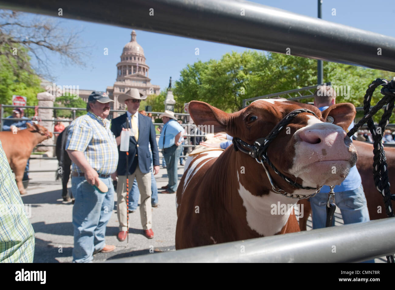 Youth parade their champion steer at the Texas Capitol in final Grand ...