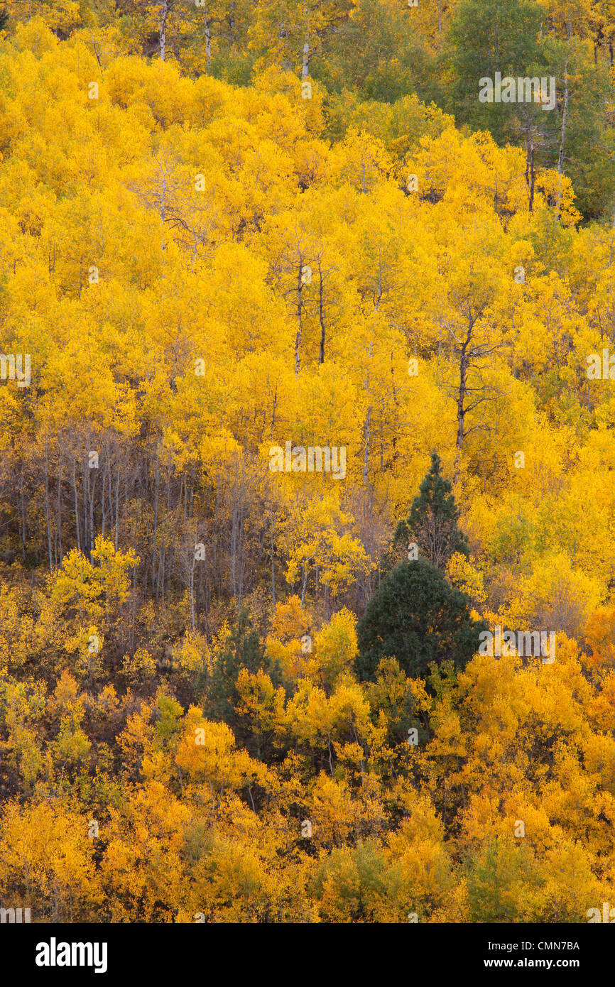 Utah; Wasatch-Cache National Forest, aspen trees along Mirror Lake ...