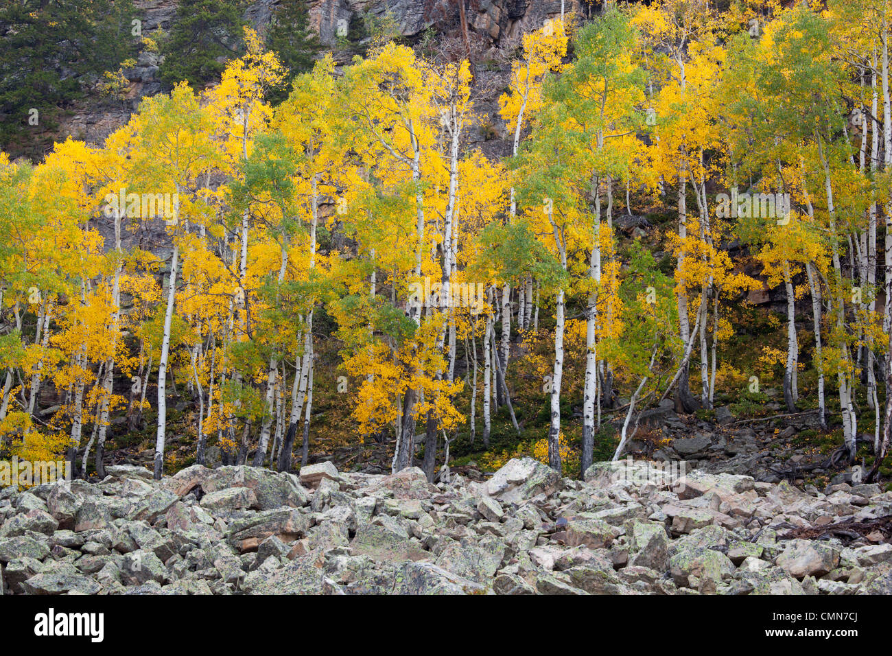 Utah; Wasatch-Cache National Forest, aspen trees along Mirror Lake ...