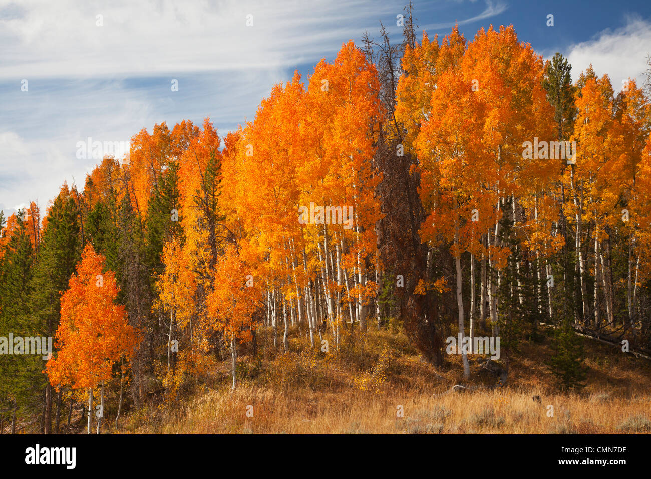 Utah; Wasatch-Cache National Forest, aspen trees along Mirror Lake ...