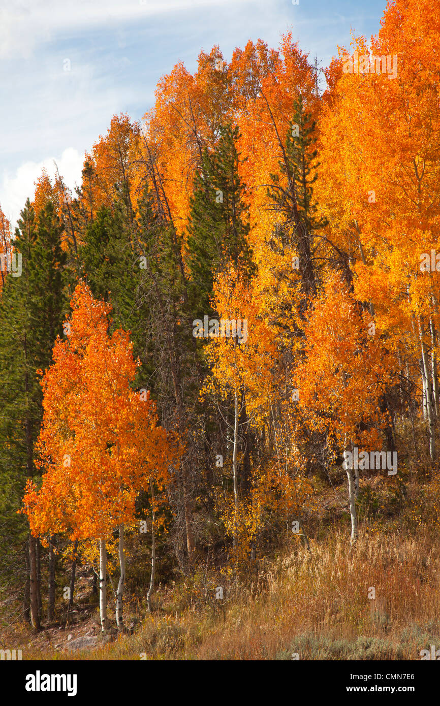 Utah; Wasatch-Cache National Forest, aspen trees along Mirror Lake ...
