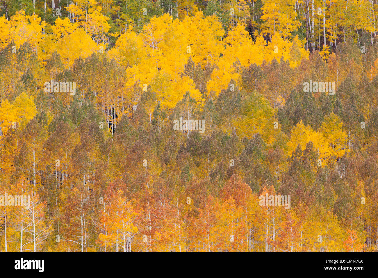 Utah; Uintah National Forest, Lambert Hollow, aspen trees Stock Photo ...
