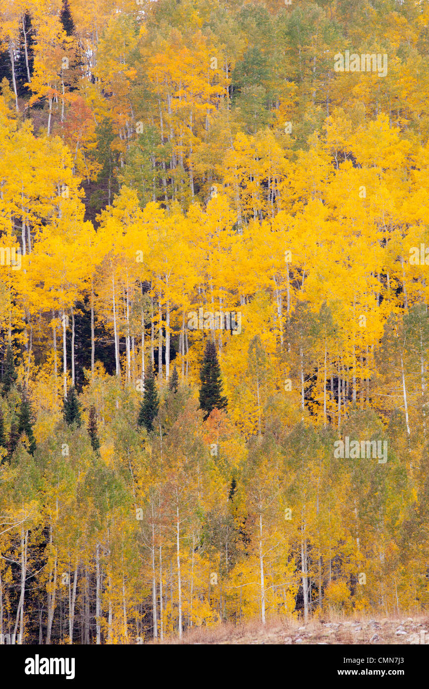 Utah; Uintah National Forest, Lambert Hollow, aspen trees Stock Photo ...