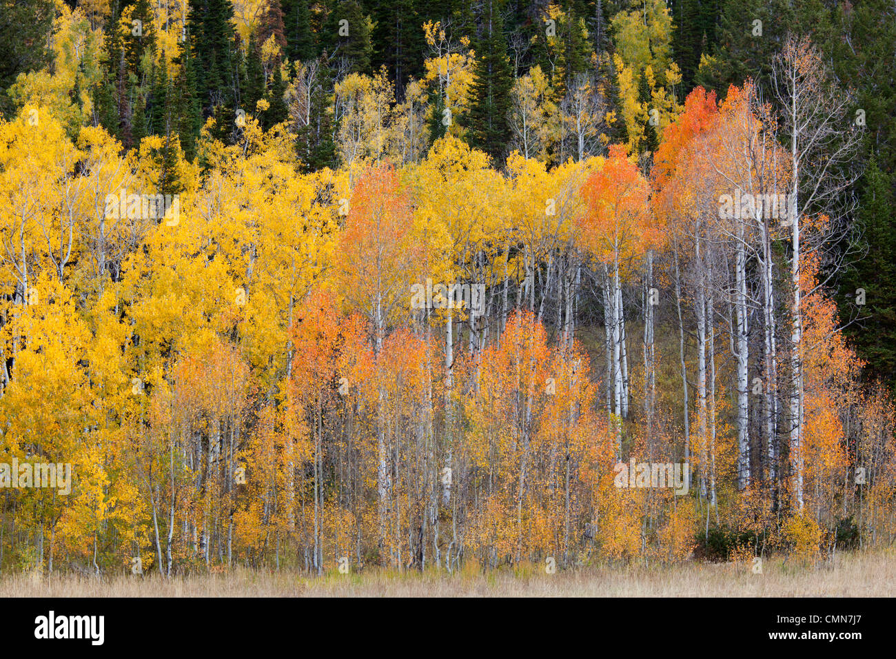 Utah; Uintah National Forest, Lambert Hollow, aspen trees Stock Photo ...