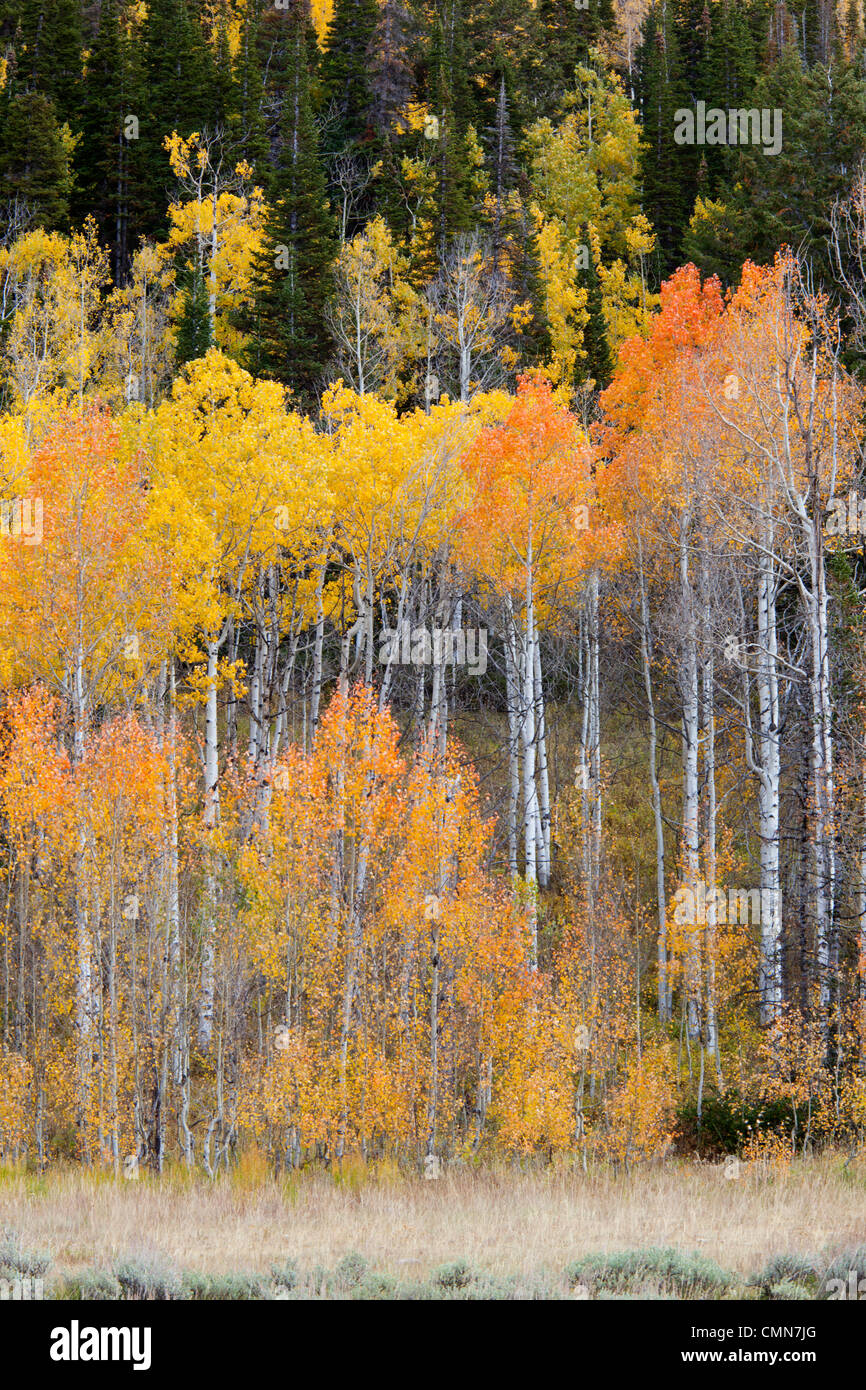 Utah; Uintah National Forest, Lambert Hollow, aspen trees Stock Photo ...