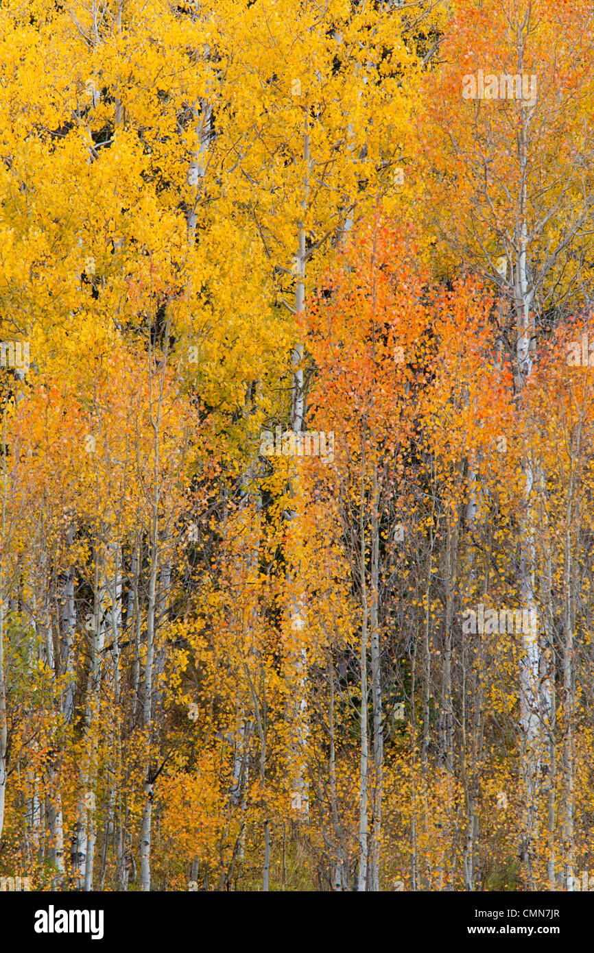 Utah; Uintah National Forest, Lambert Hollow, aspen trees Stock Photo ...