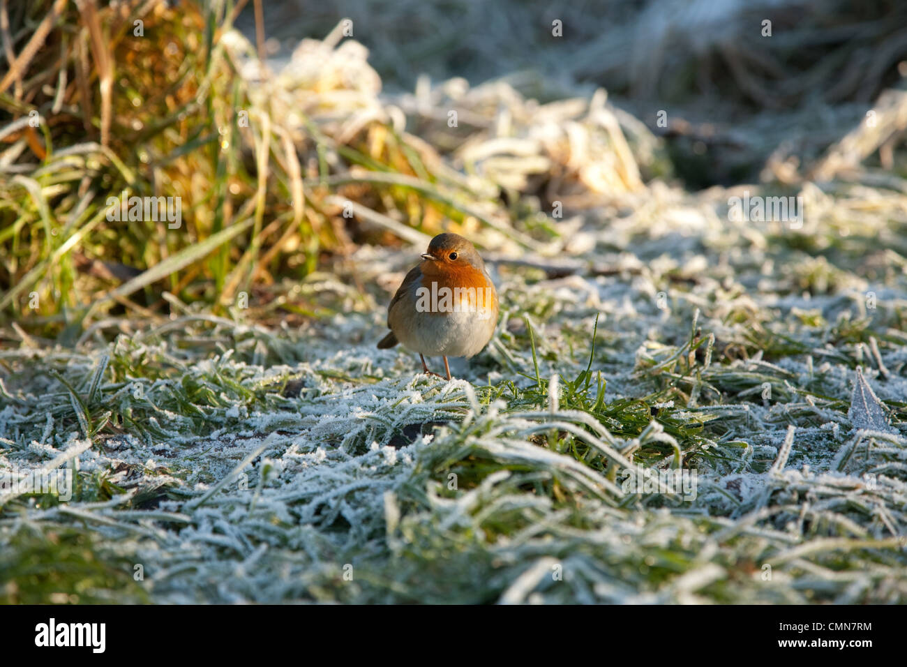 Robin in the grass hi-res stock photography and images - Alamy