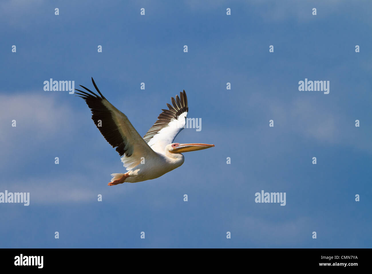 white pelican in flight Stock Photo - Alamy