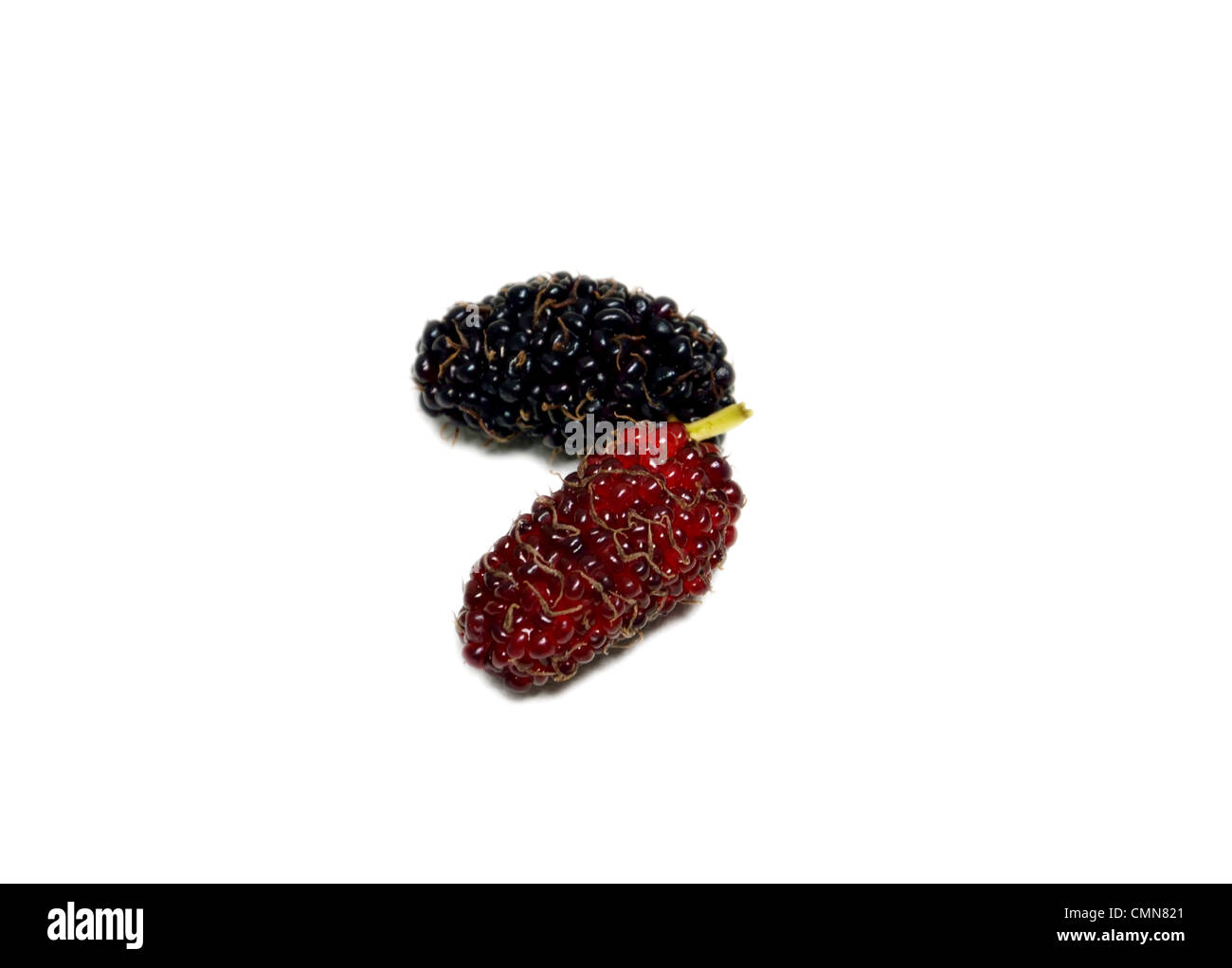 fresh mulberries on white background Stock Photo - Alamy