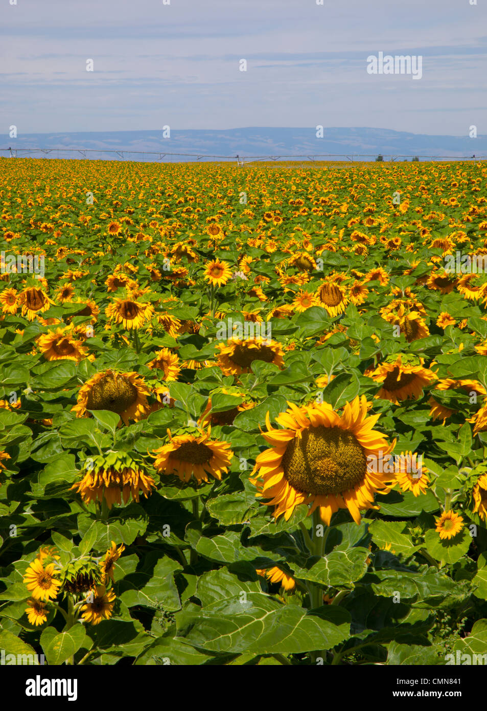 Kittitas washington field hi-res stock photography and images - Alamy