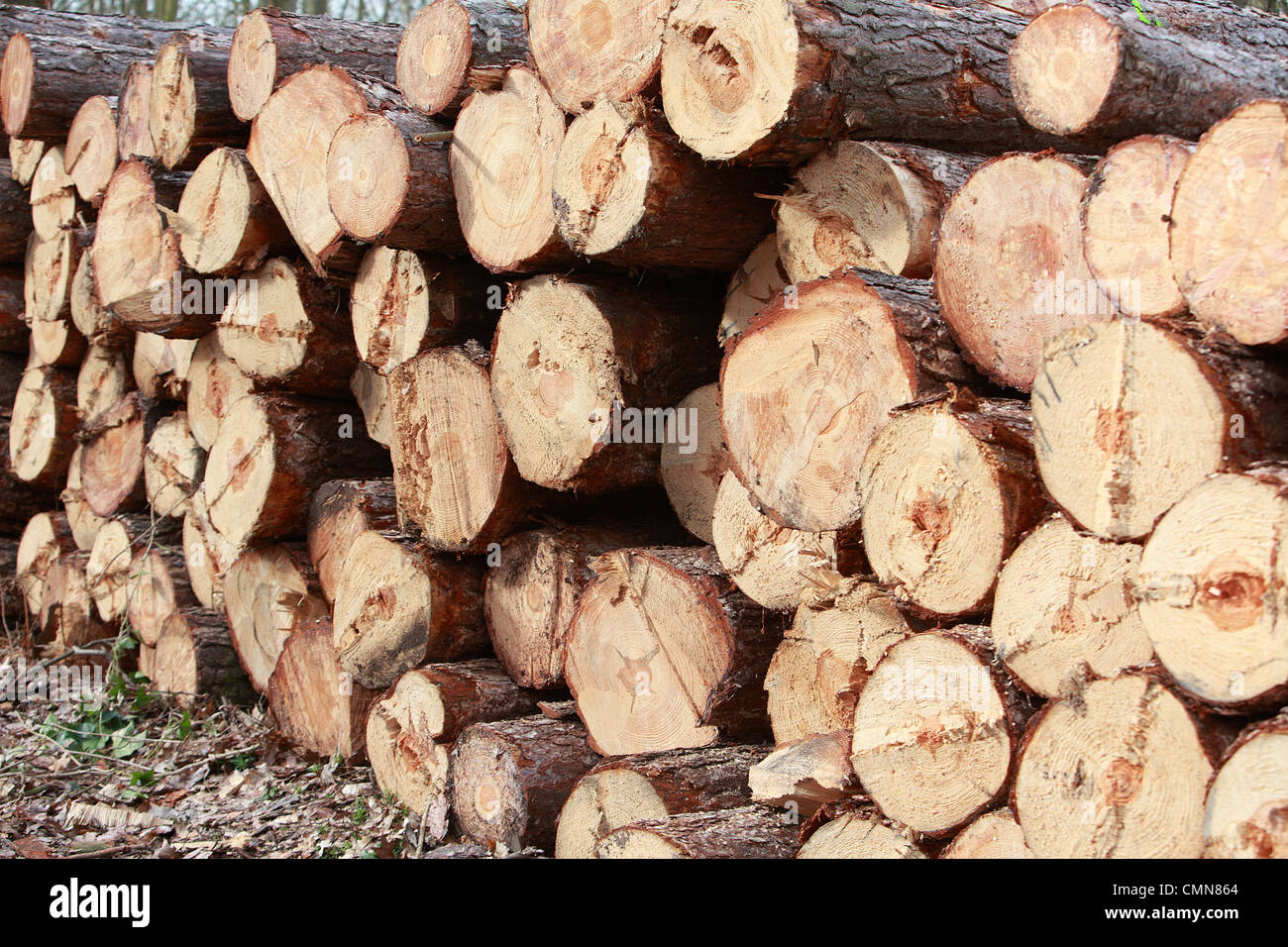 Felled Trees Logs Stock Photo - Alamy