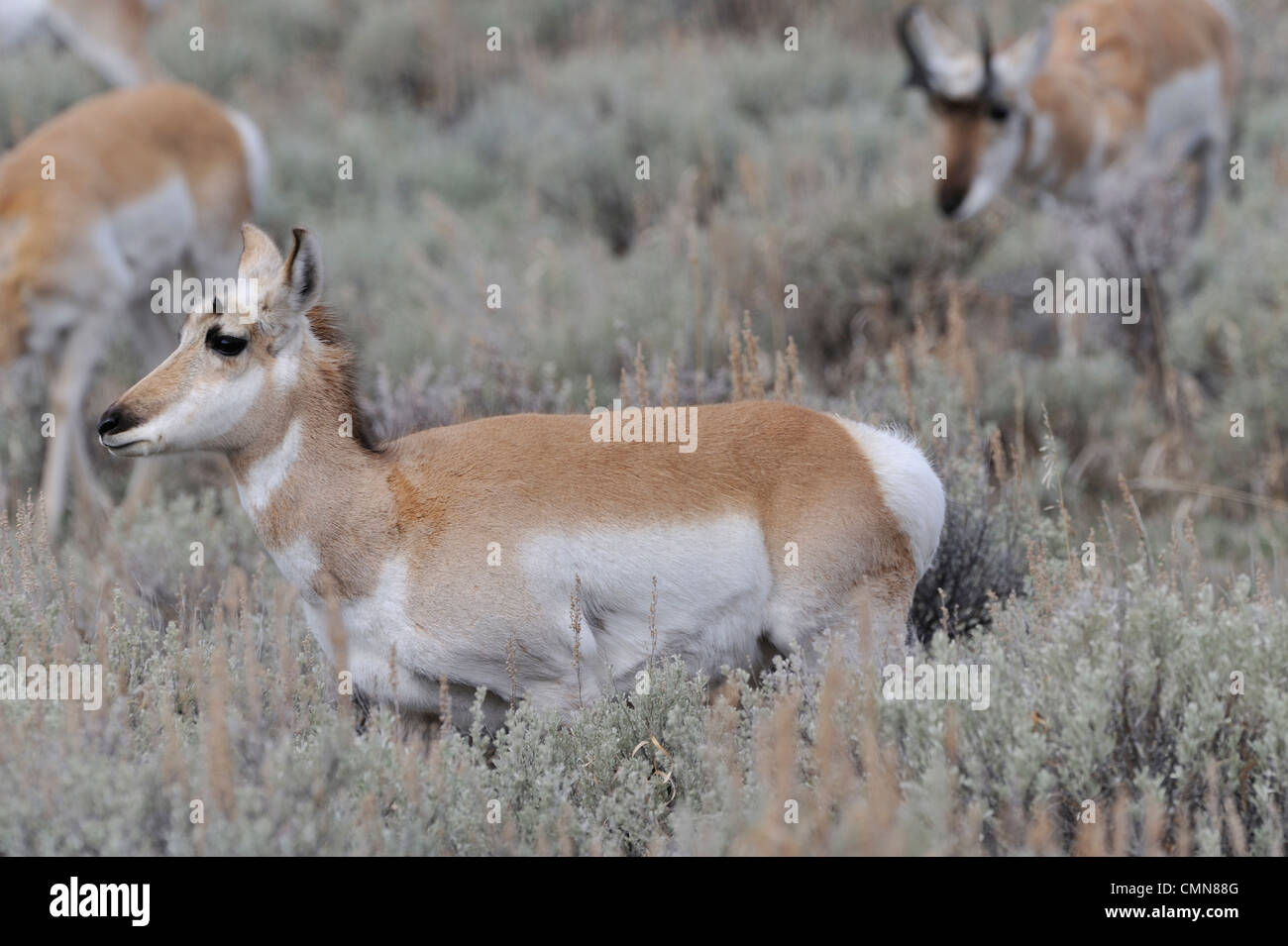 Female pronghorn antelope hi-res stock photography and images - Alamy