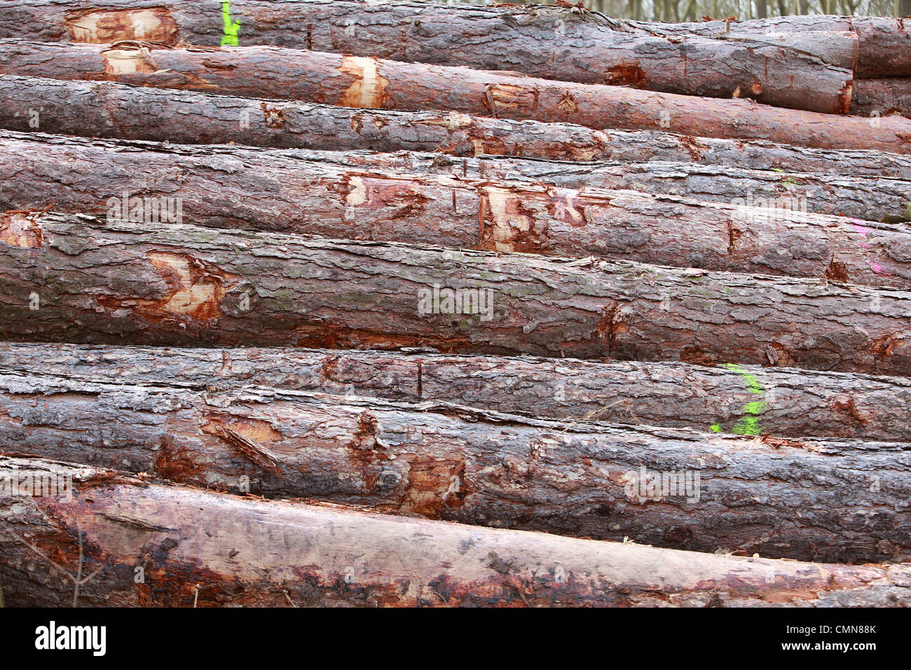 Felled Trees Logs Stock Photo - Alamy