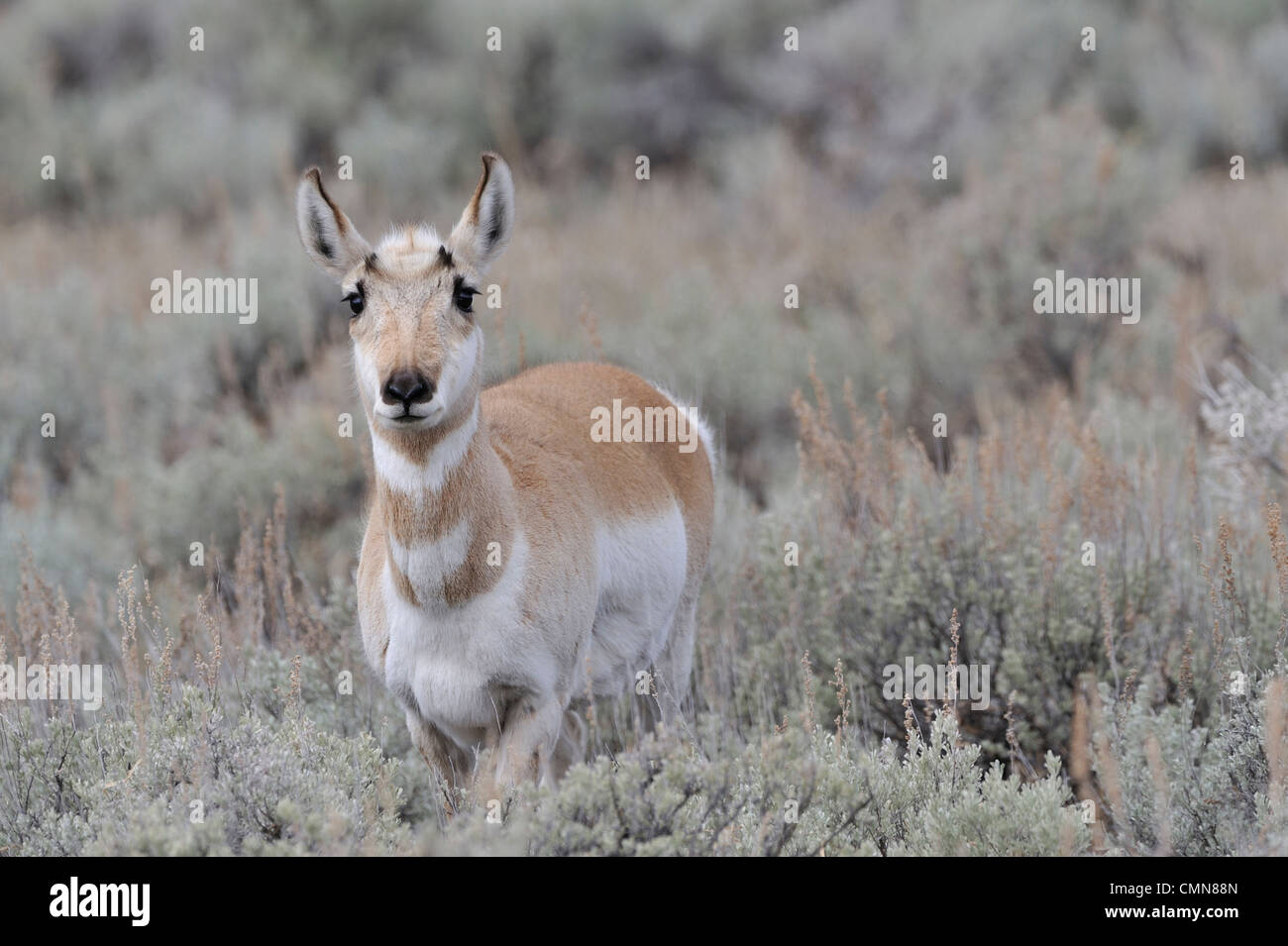 Female pronghorn antelope hi-res stock photography and images - Alamy