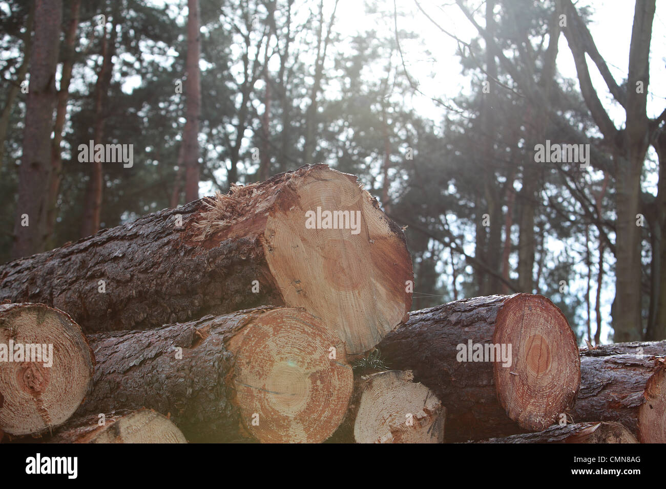 Felled Trees Logs Stock Photo - Alamy