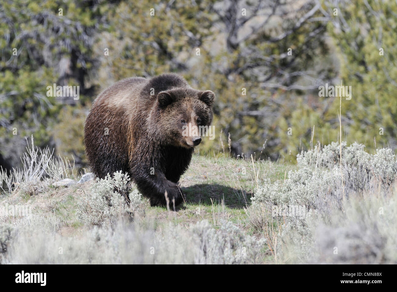 USA, Wyoming, Grizzly Bear, Yellowstone National Park Stock Photo - Alamy