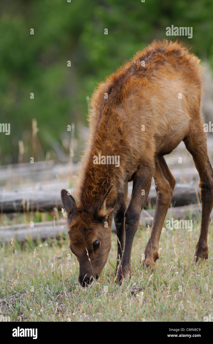 Elk Yearling High Resolution Stock Photography and Images - Alamy