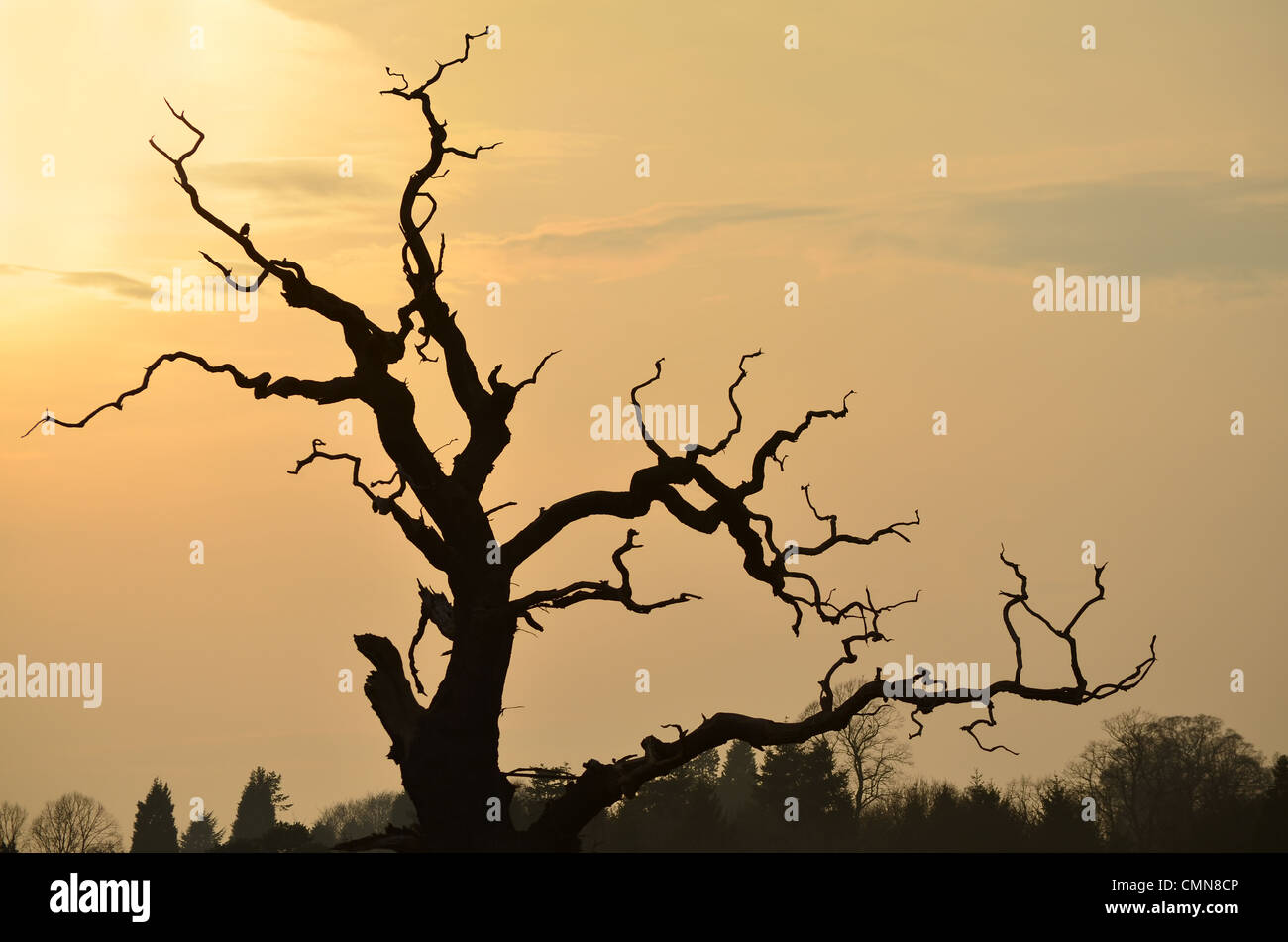 Tree silhouette against orange sunset Stock Photo - Alamy