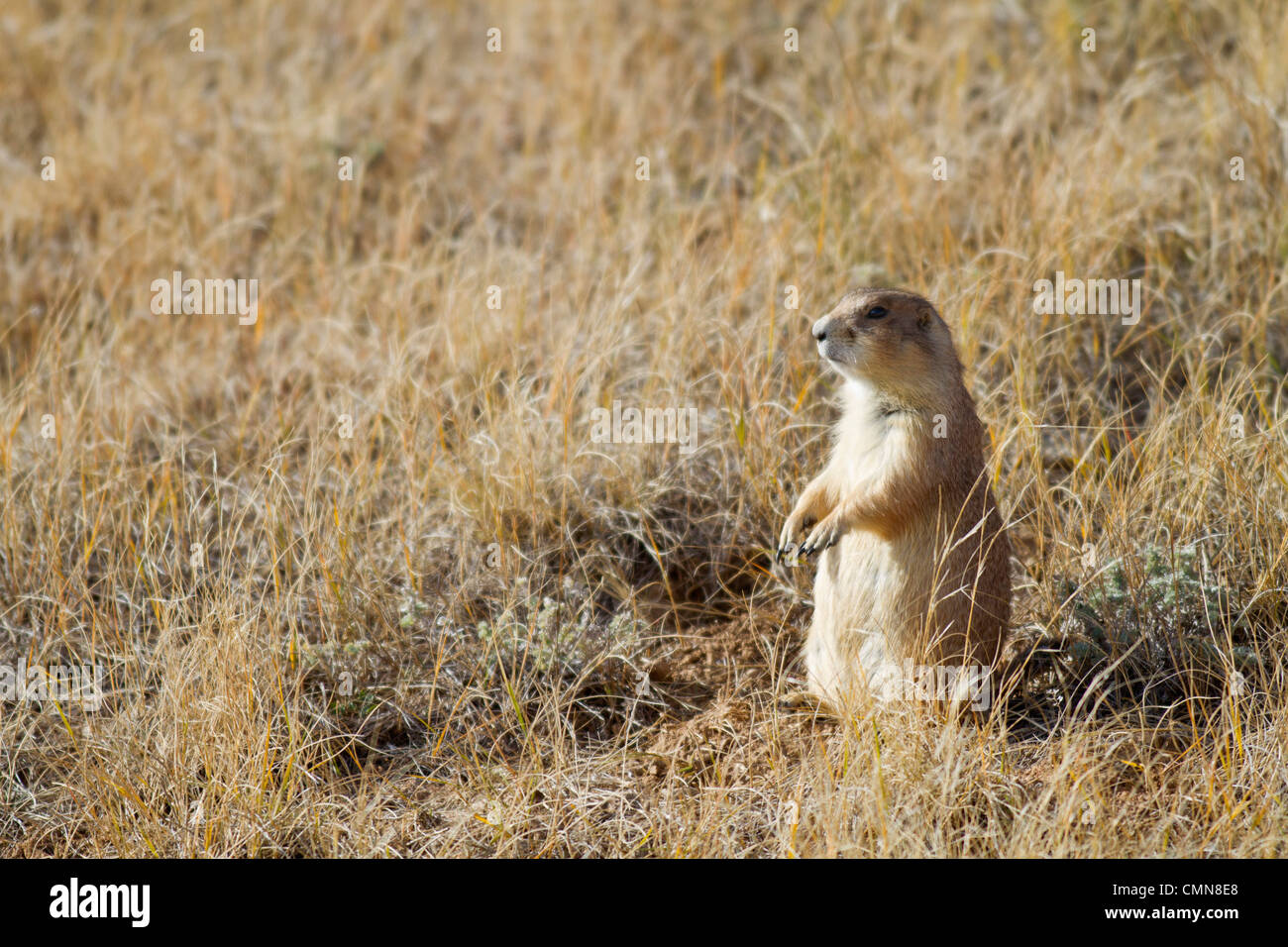 WY, Devils Tower National Monument, Black-tailed Prairie Dog (Cynomys ...