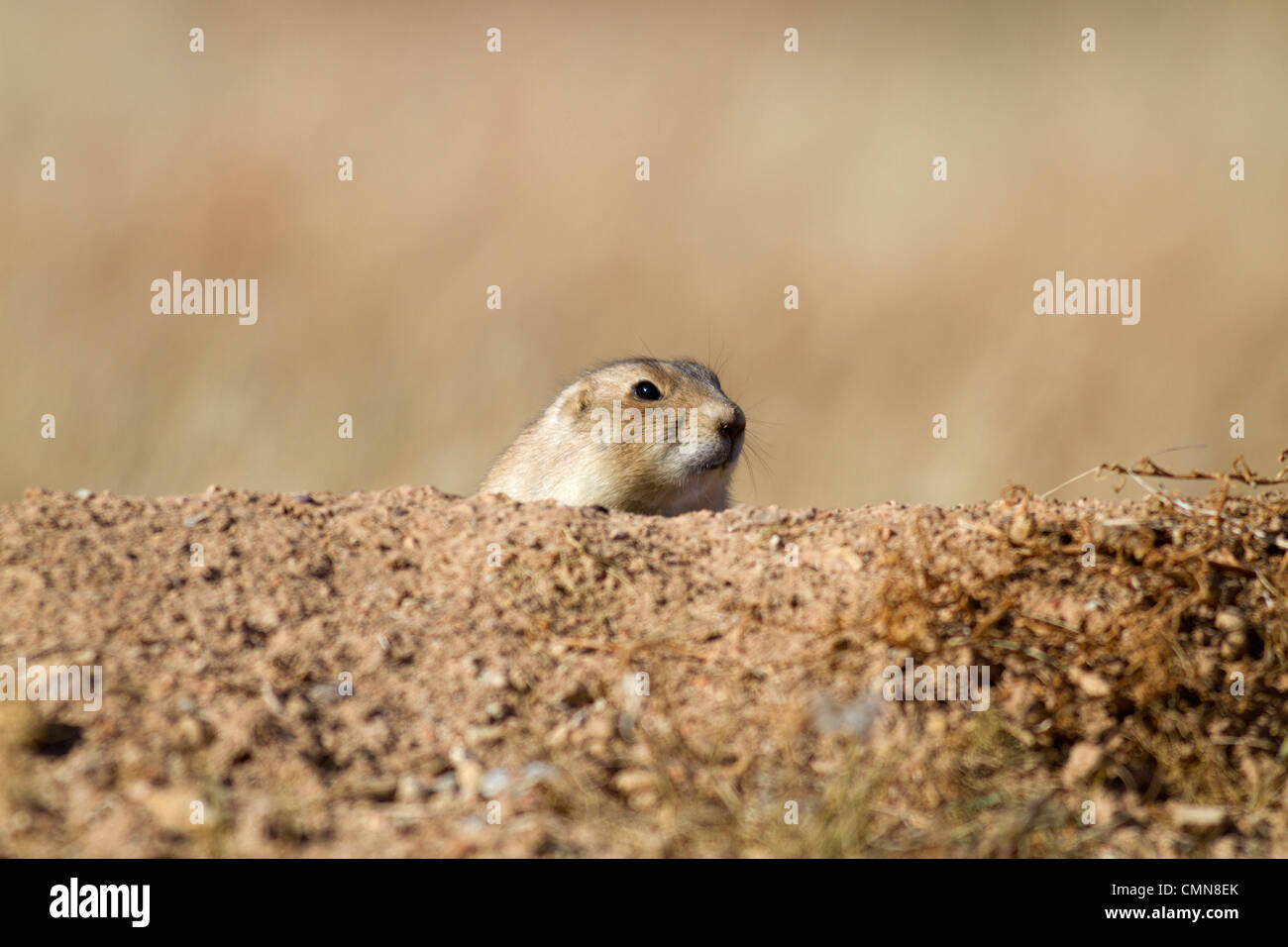 WY, Devils Tower National Monument, Black-tailed Prairie Dog (Cynomys ...