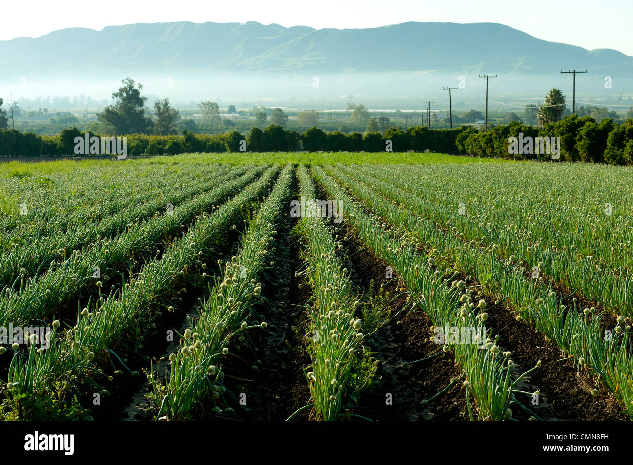 Field onions hi-res stock photography and images - Alamy