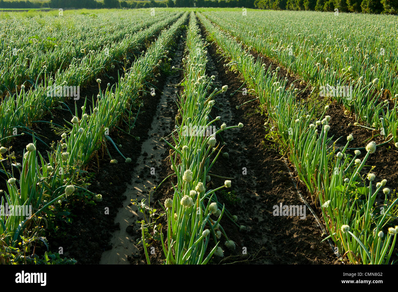 Onions on the field hi-res stock photography and images - Alamy