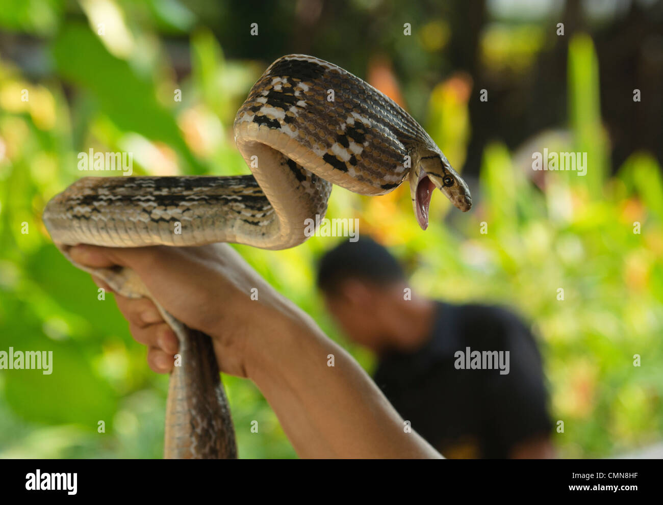 Banded Rat Snake (Ptyas mucosa maximus) being handled in Thailand Stock ...