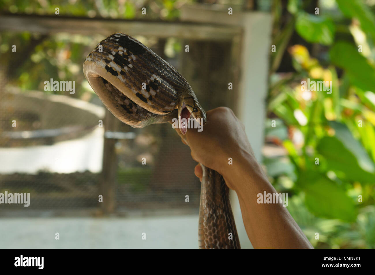 Banded Rat Snake (Ptyas mucosa maximus) being handled in Thailand Stock ...