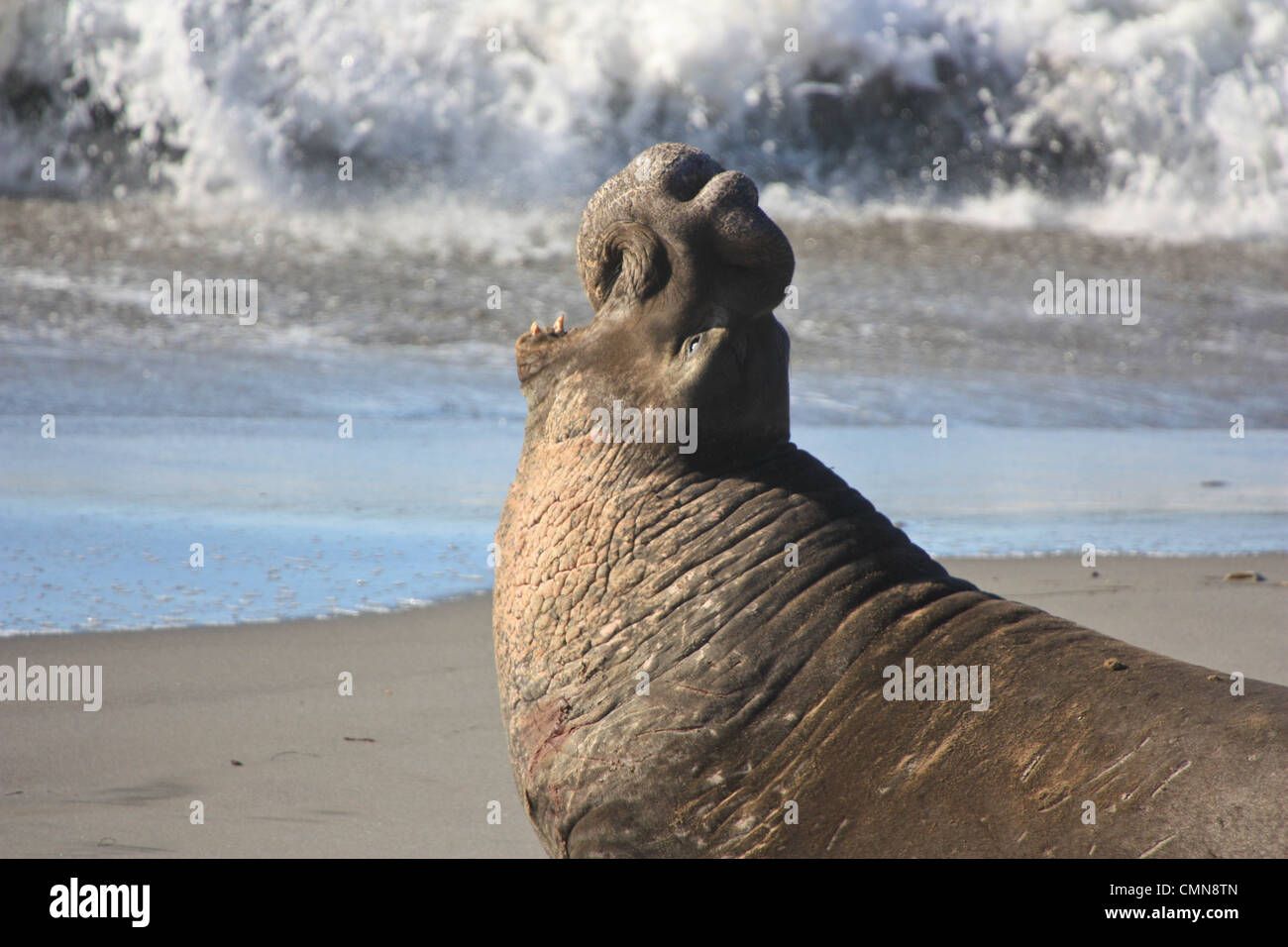 Elephant seal screaming after a battle with another male seal Stock ...
