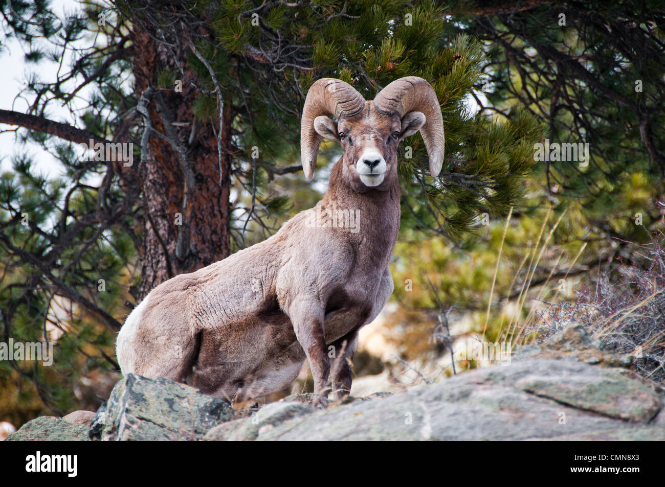 Rocky mountain bighorn sheep hi-res stock photography and images - Alamy